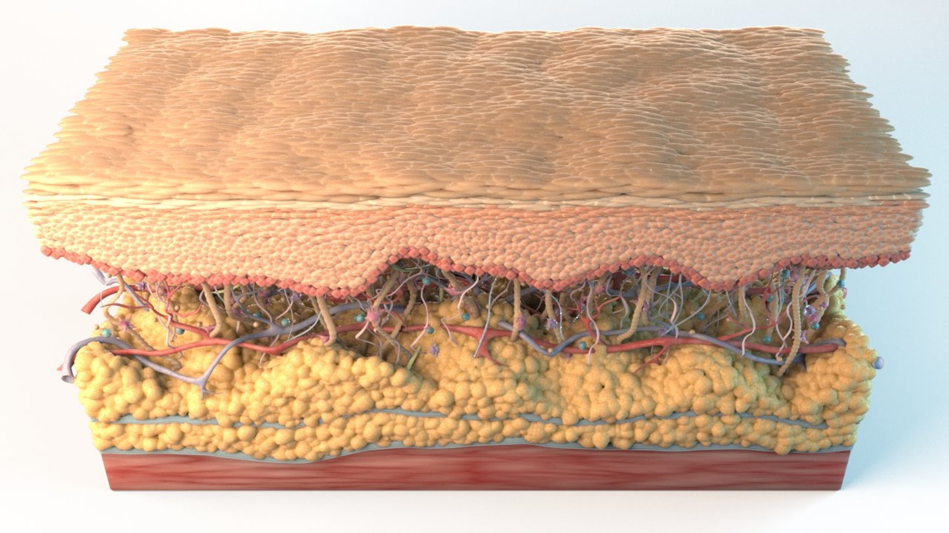 3D Model Cross Section Skin - TurboSquid 1412978