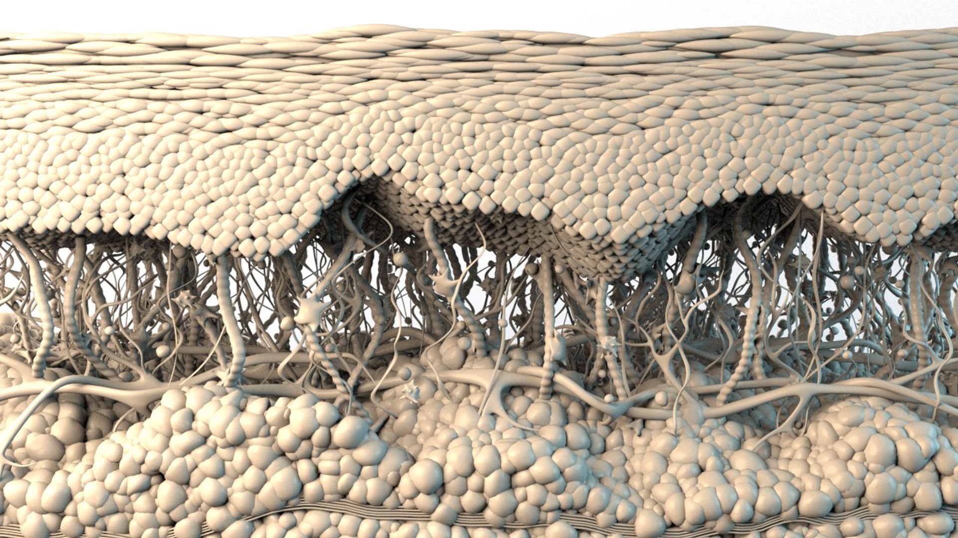 3D Model Cross Section Skin - TurboSquid 1412978