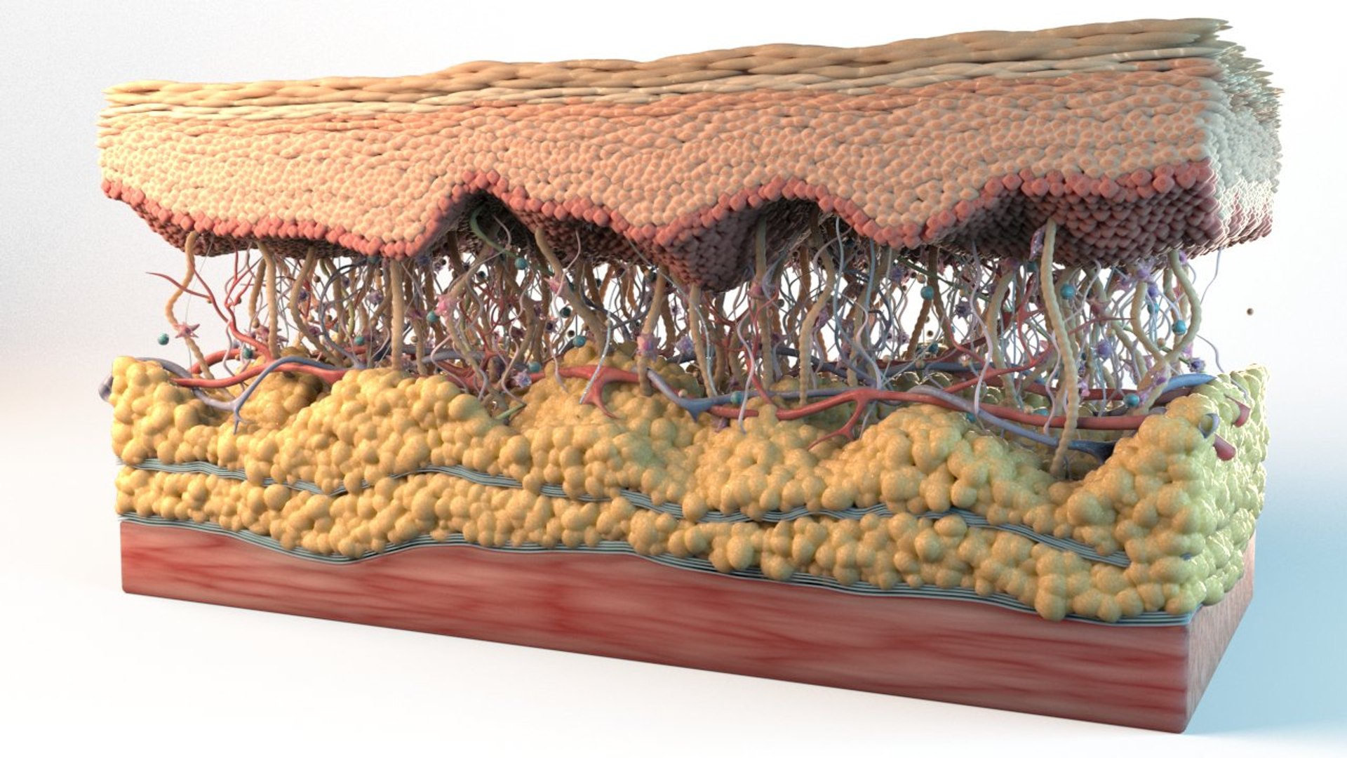 3D Model Cross Section Skin - TurboSquid 1412978