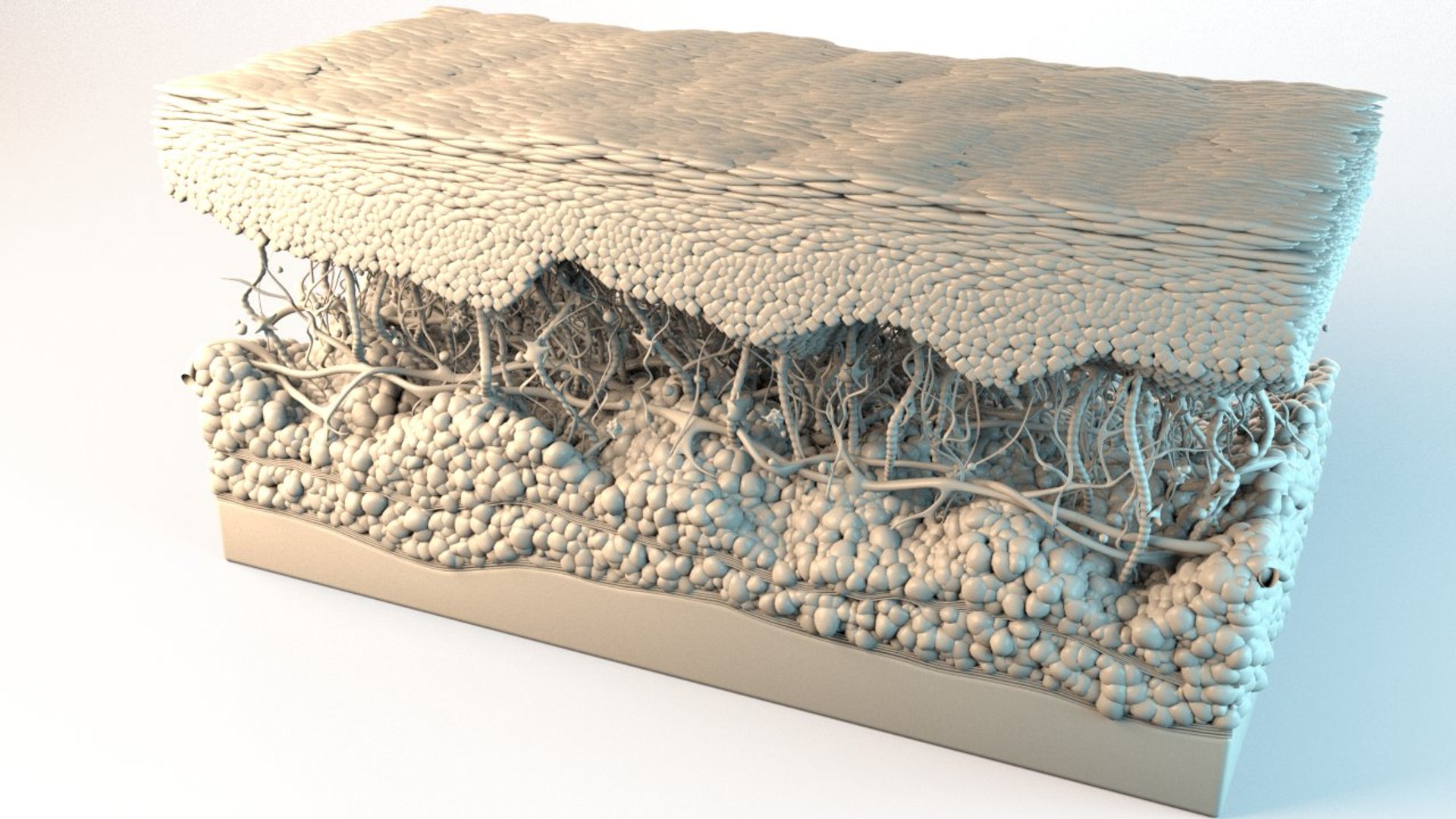 3D Model Cross Section Skin - TurboSquid 1412978