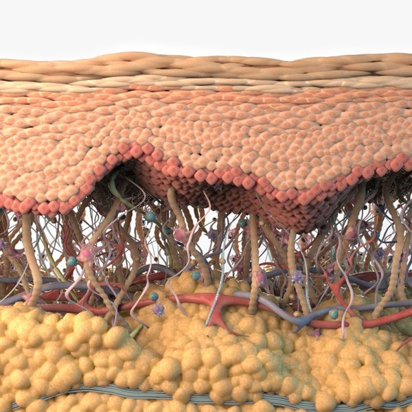 Integumentary System 3D Models for Download | TurboSquid