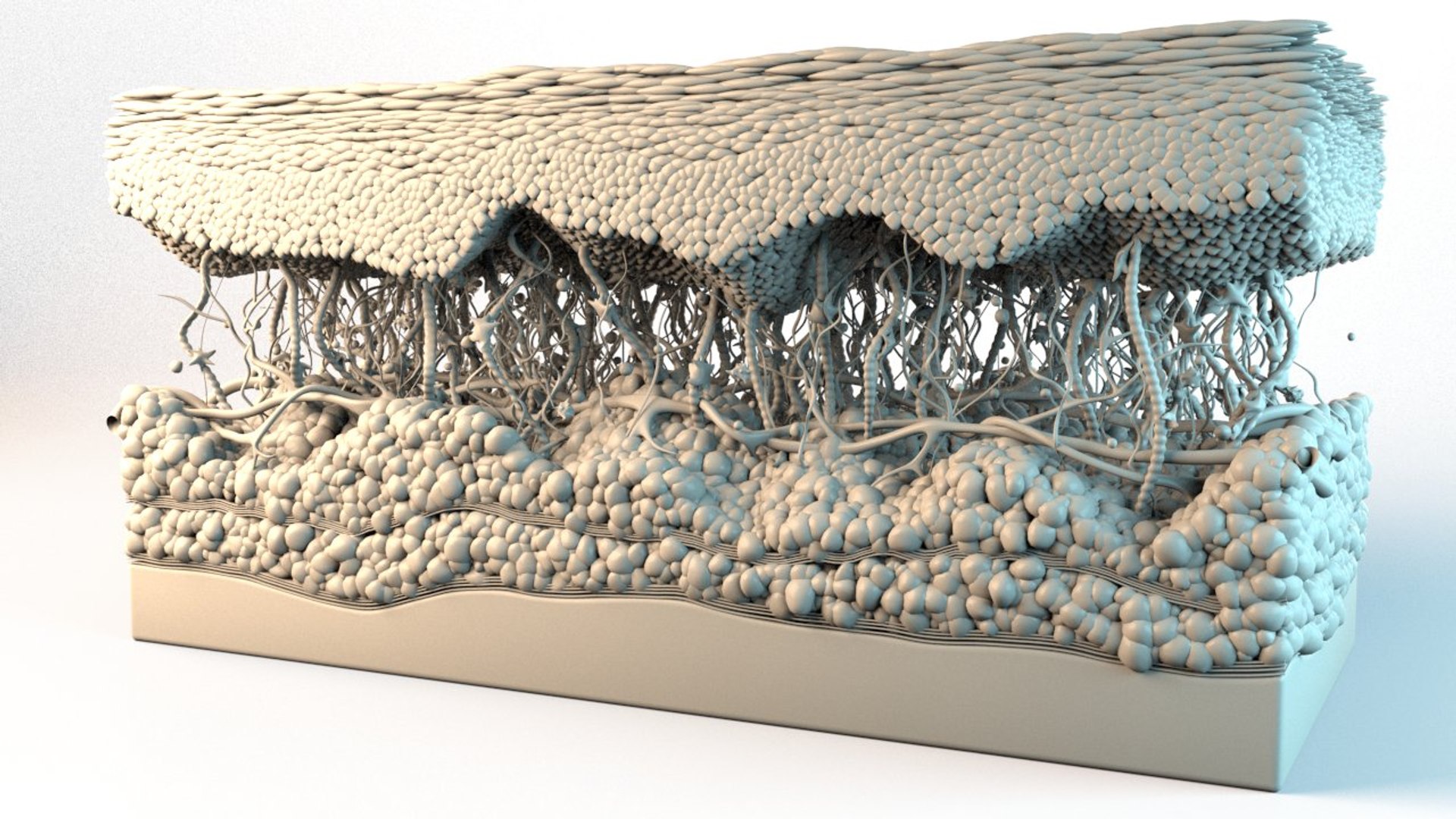 3D Model Cross Section Skin - TurboSquid 1412978