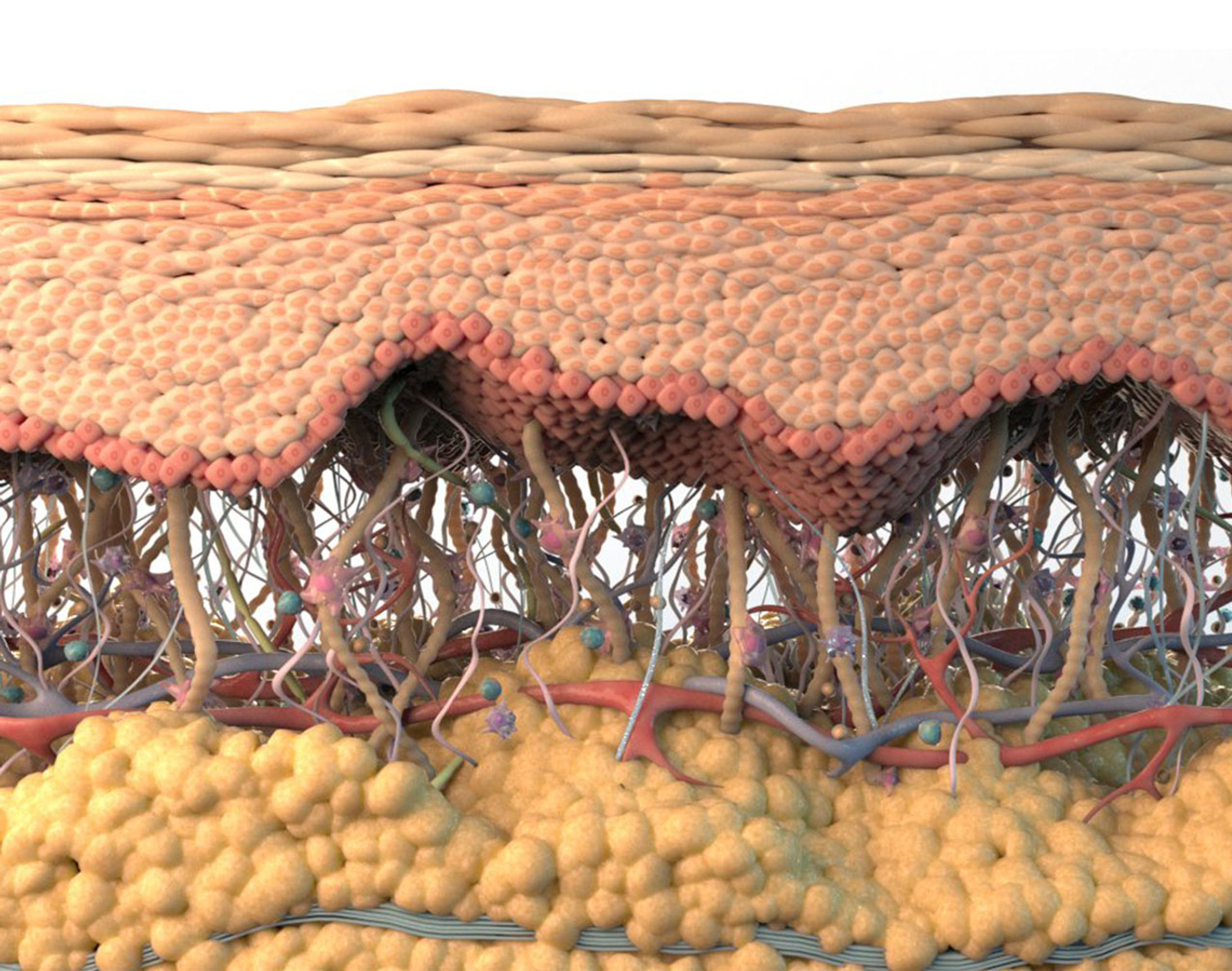 3D model cross section skin - TurboSquid 1412978