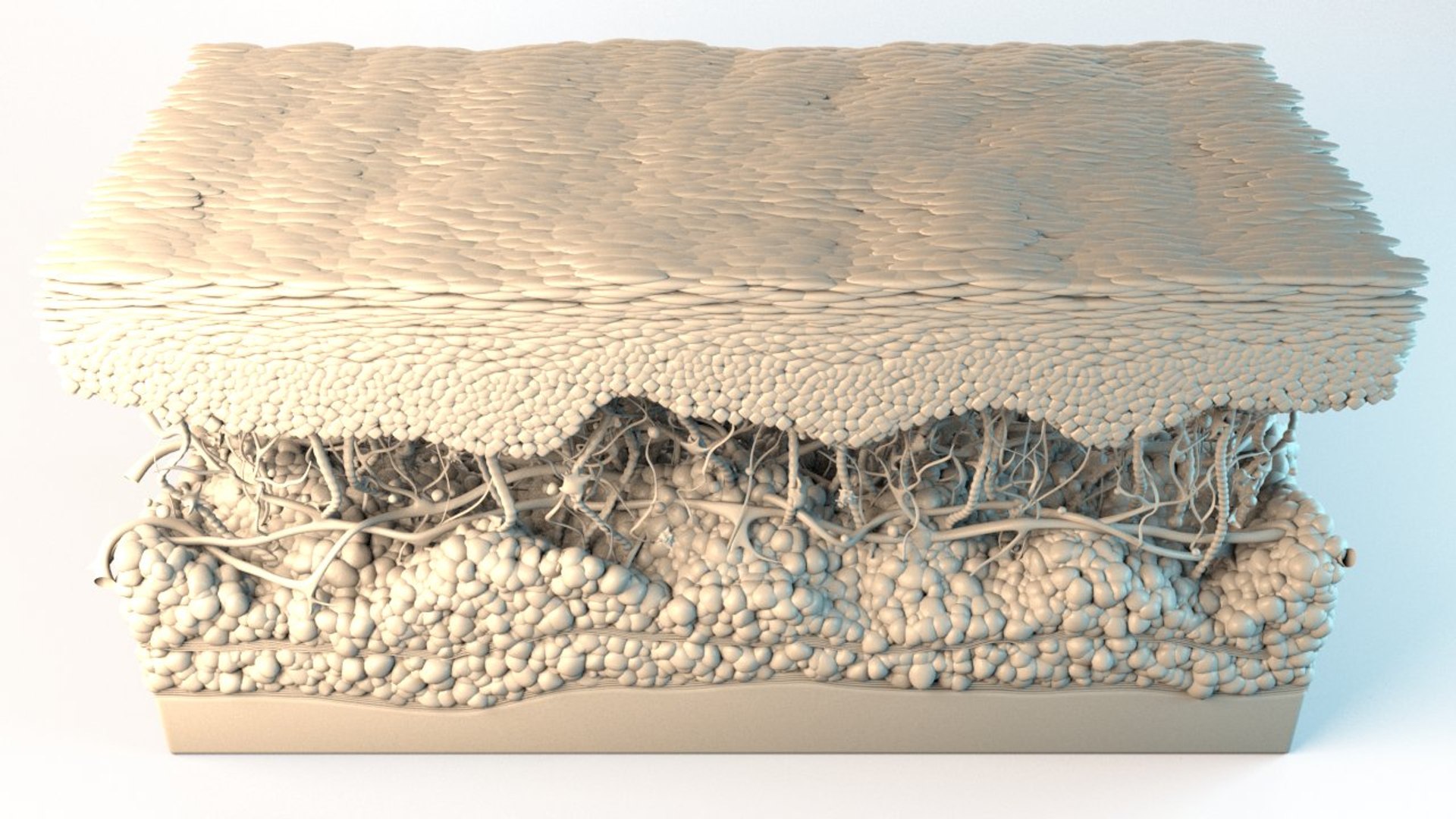 3D Model Cross Section Skin - TurboSquid 1412978