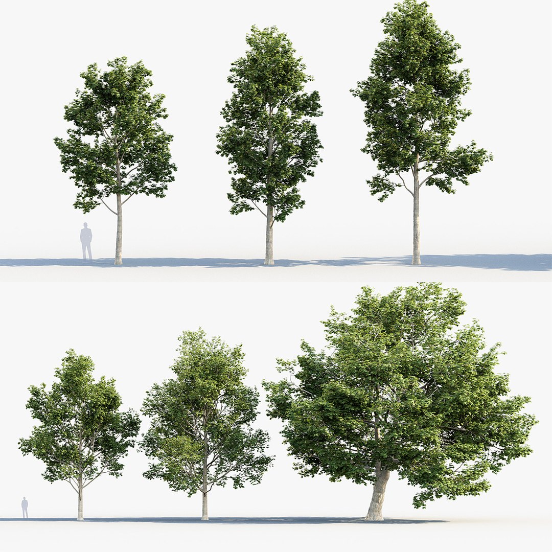 Acer Platanoides Norway Maple 3D Model - TurboSquid 2050554