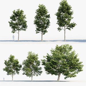 Greek Maple 3D Models for Download | TurboSquid