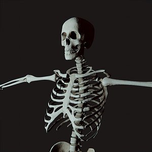 Human Skeleton Blender Models for Download | TurboSquid