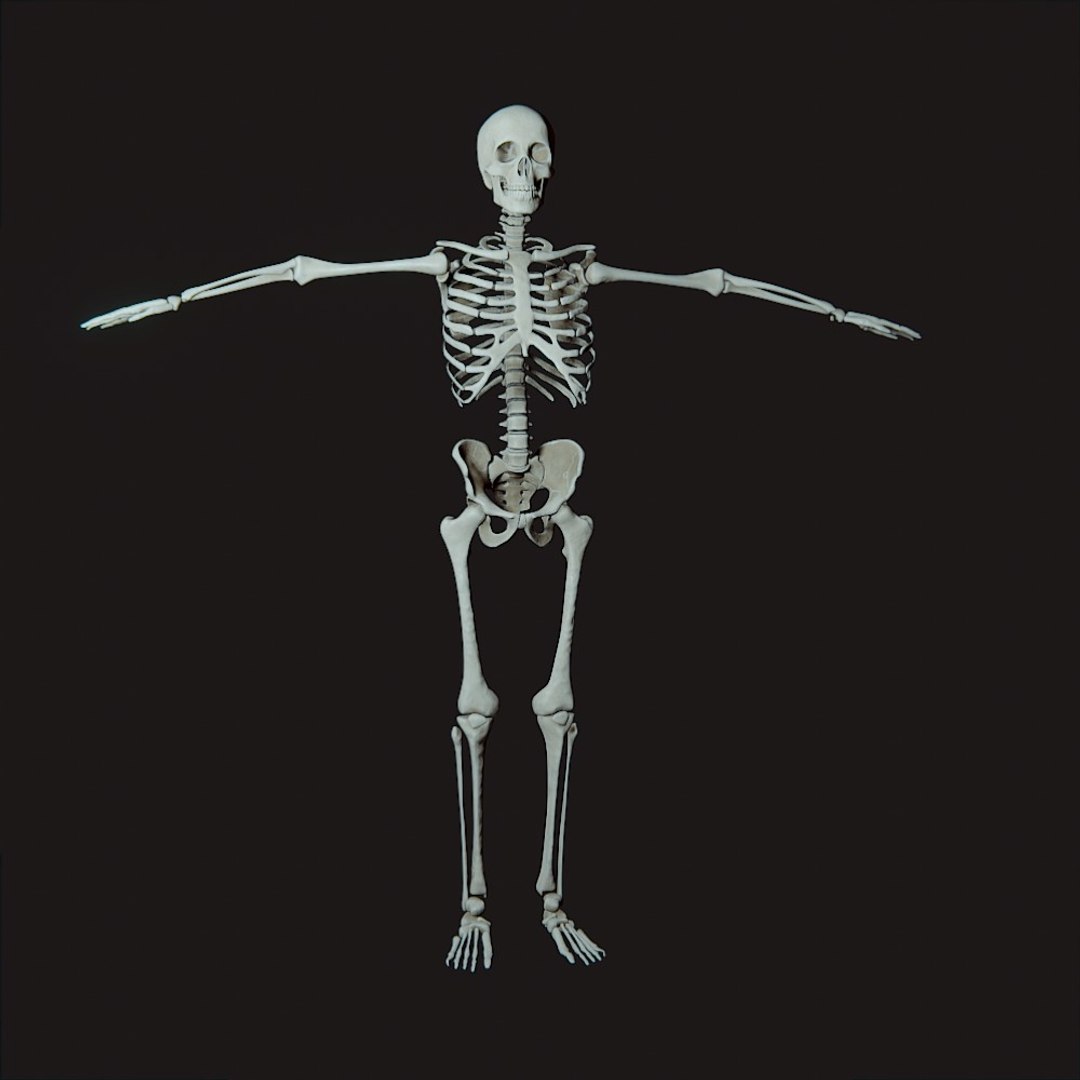 3D Medical Skelegon Model - TurboSquid 1641226