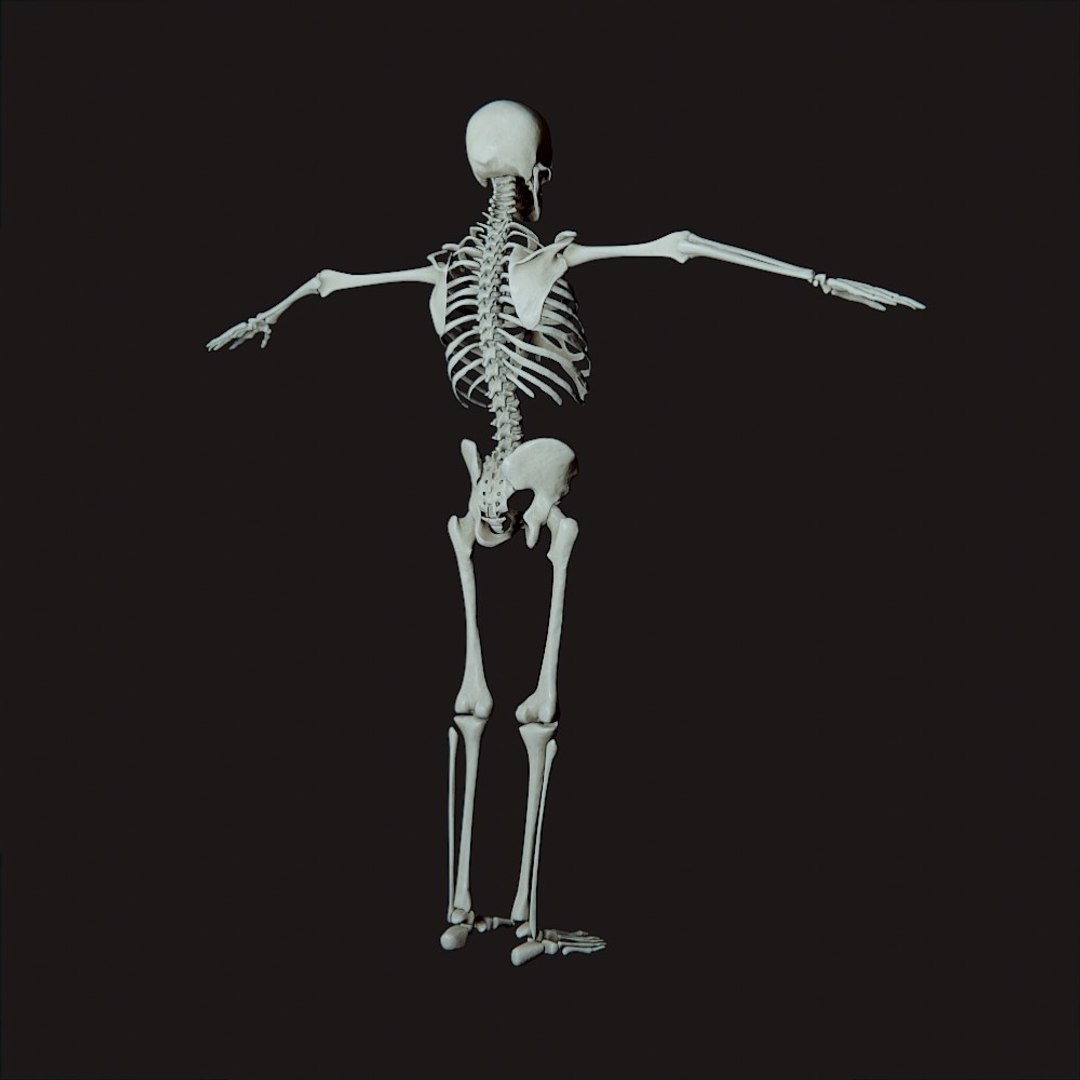 3D Medical Skelegon Model - TurboSquid 1641226