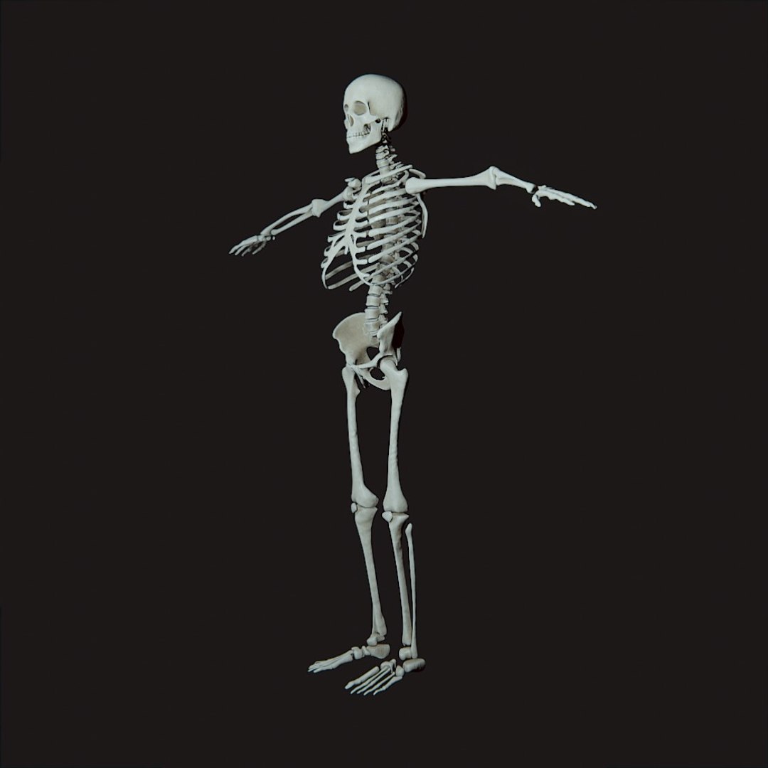 3D Medical Skelegon Model - TurboSquid 1641226