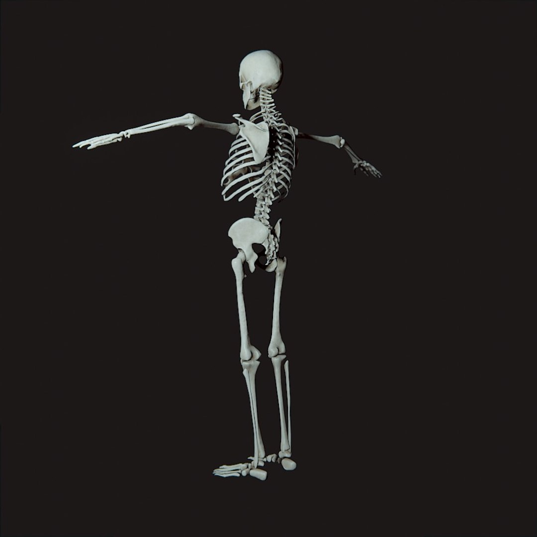3D Medical Skelegon Model - TurboSquid 1641226