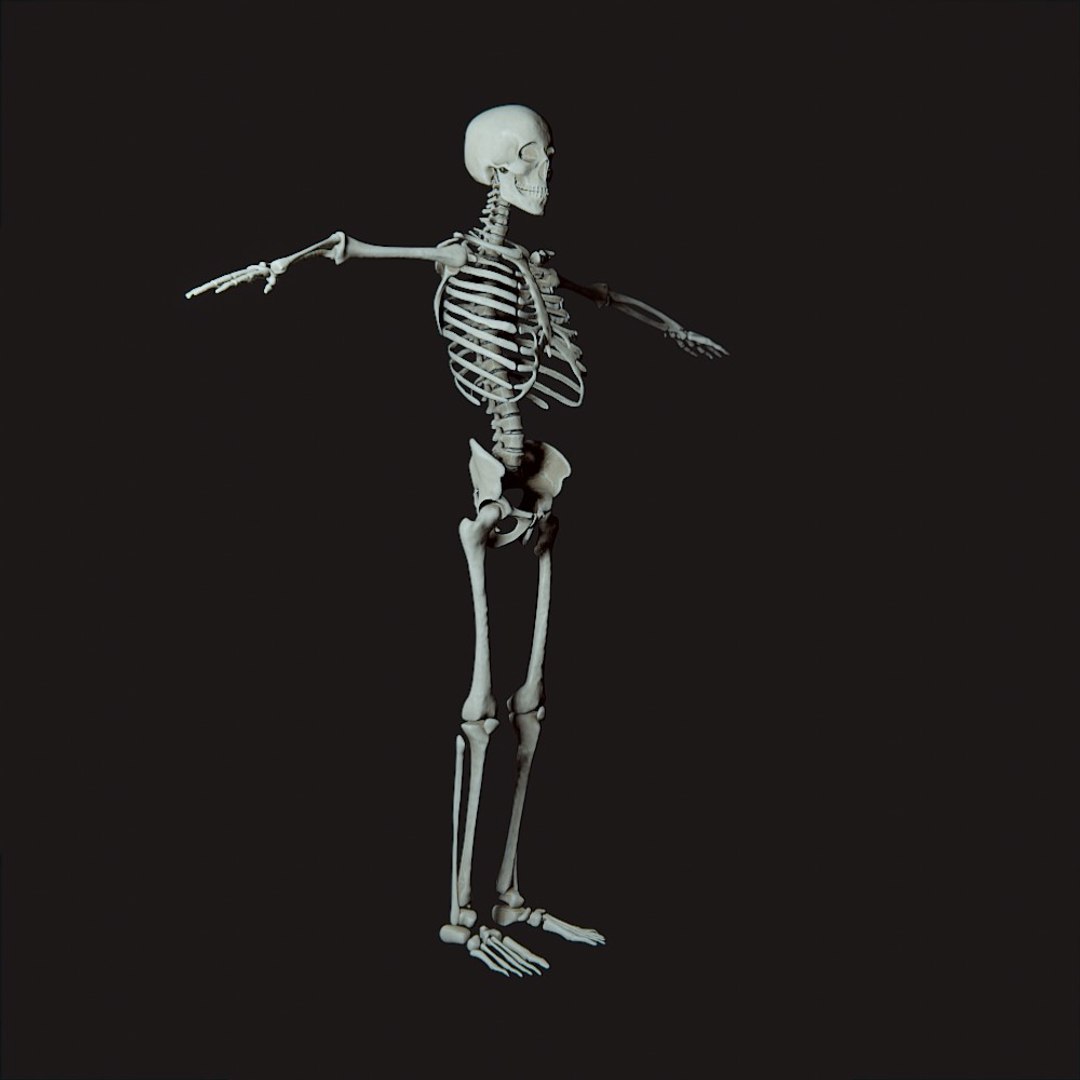 3D Medical Skelegon Model - TurboSquid 1641226