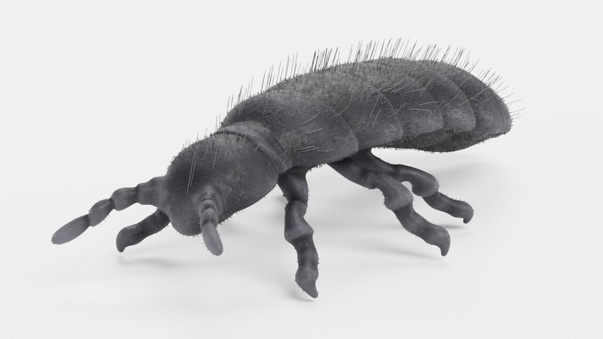 Snow Flea 3D Model - TurboSquid 1500328