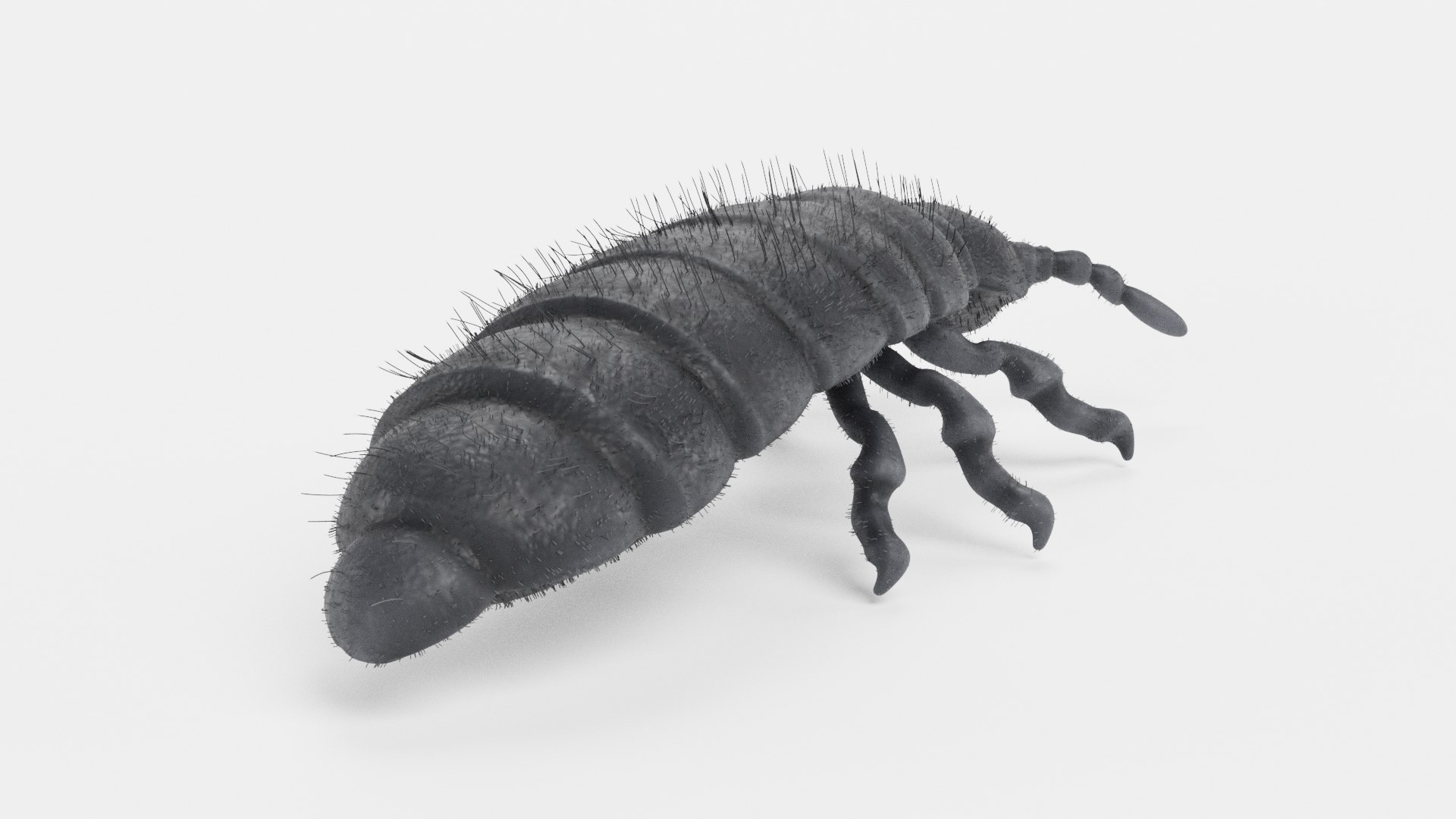Snow Flea 3D Model - TurboSquid 1500328