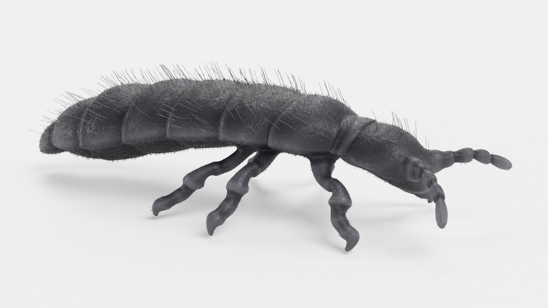 Snow Flea 3D Model - TurboSquid 1500328