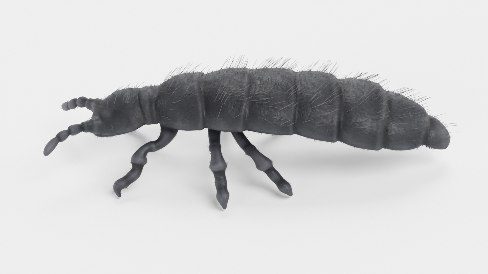 Snow Flea 3D Model - TurboSquid 1500328