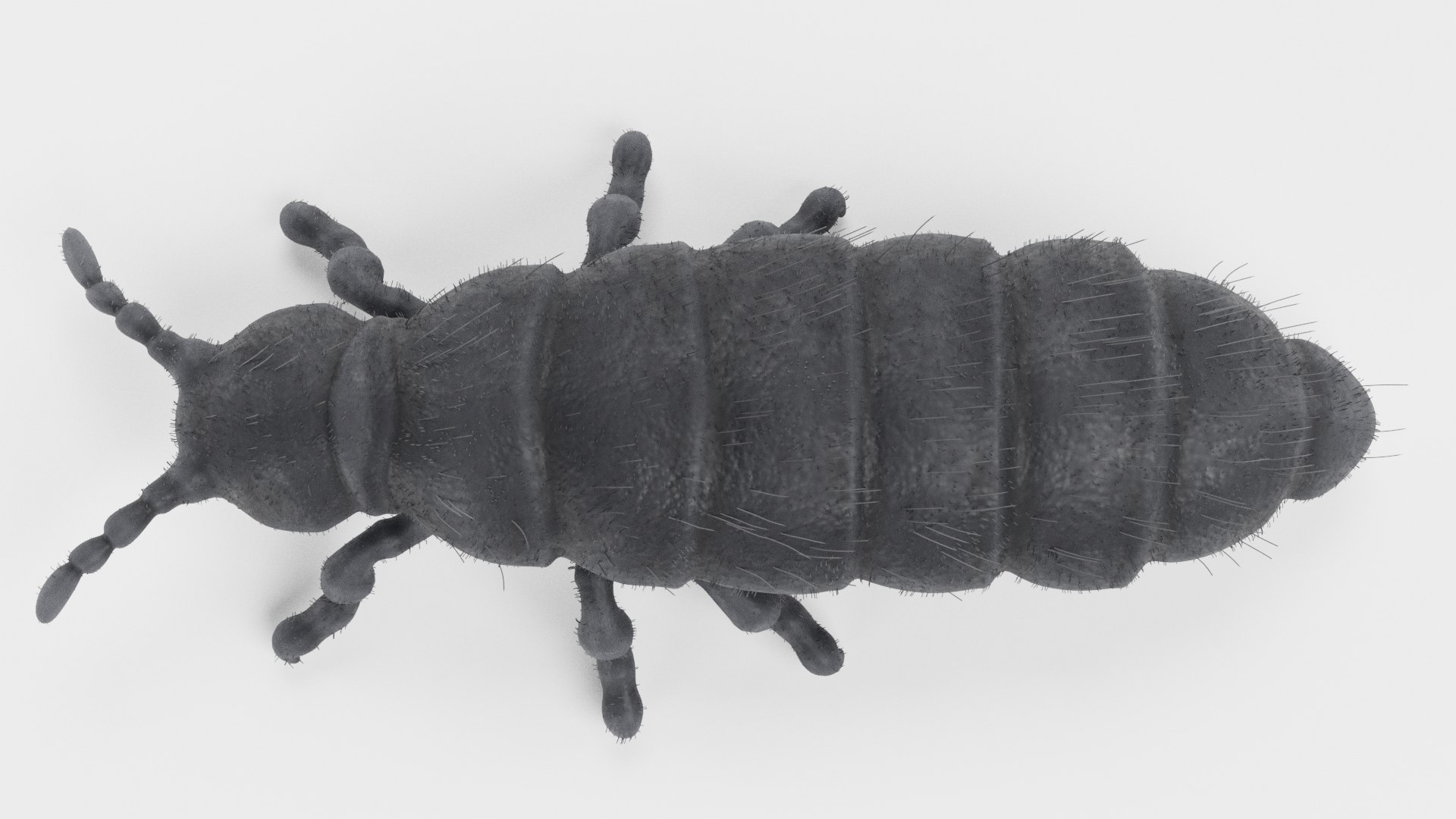 Snow Flea 3D Model - TurboSquid 1500328