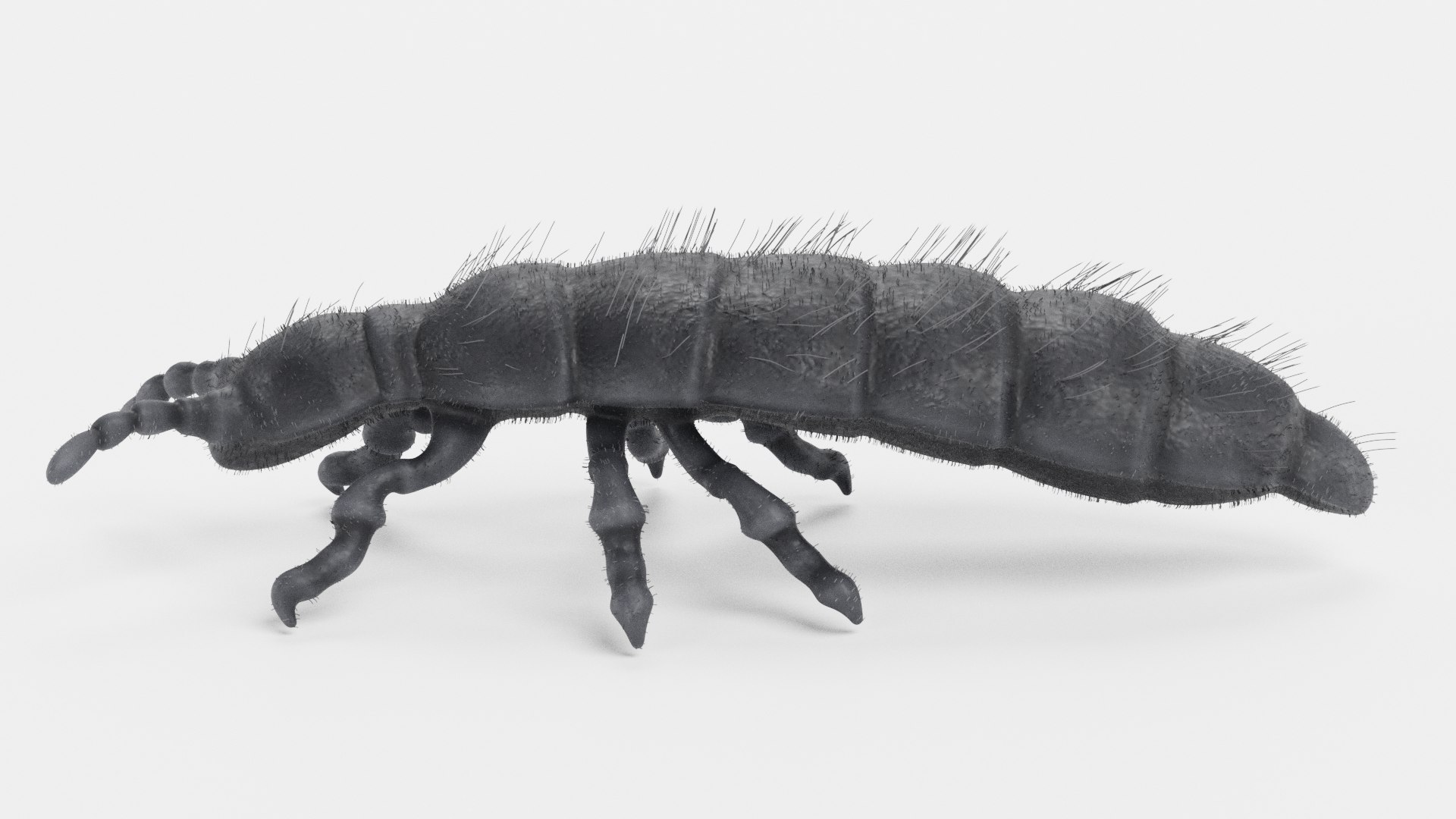 Snow Flea 3D Model - TurboSquid 1500328