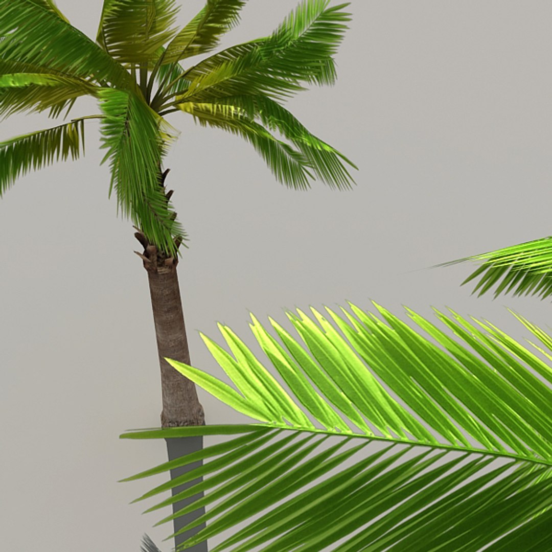 3d Palm Tree Model