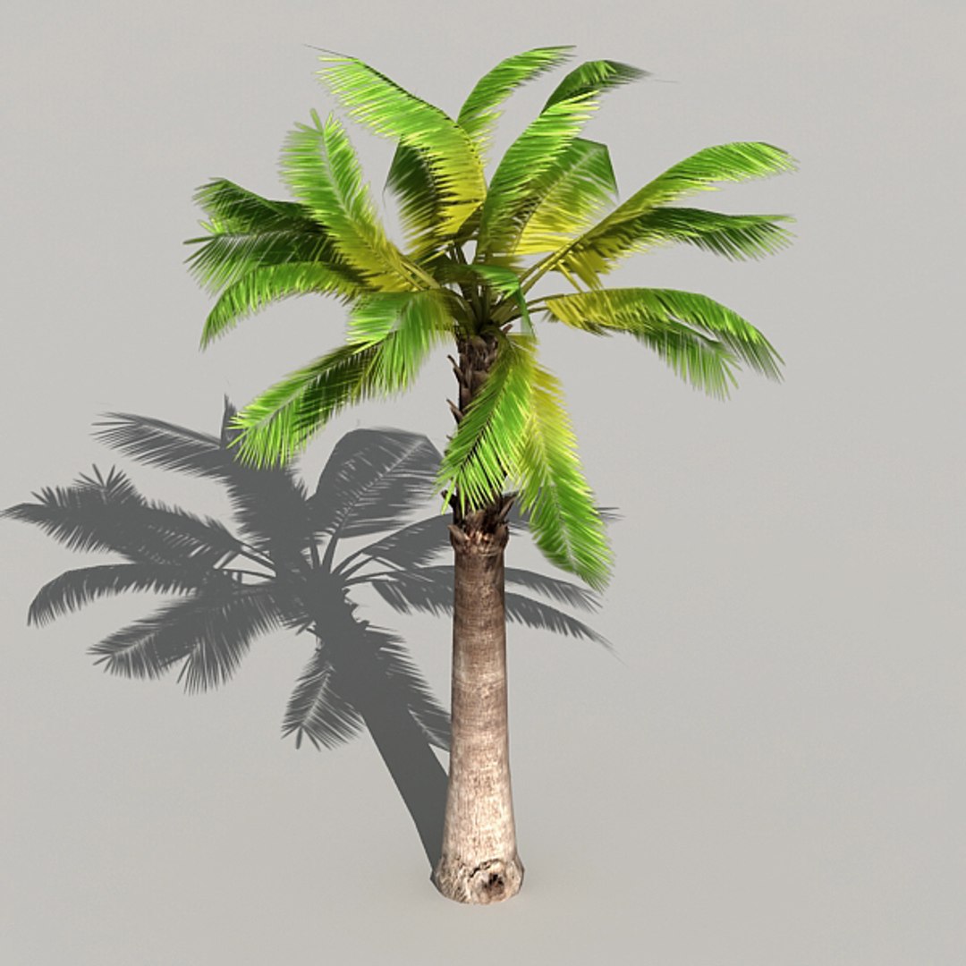 3d Palm Tree Model