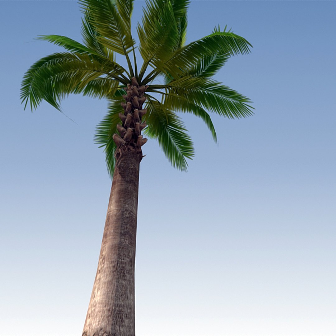 3d Palm Tree Model