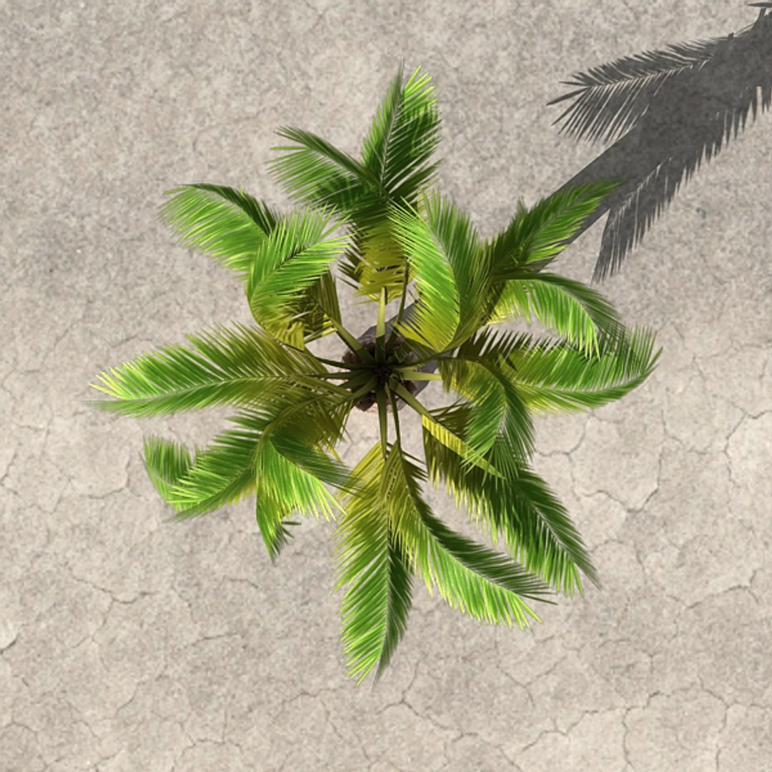 3d Palm Tree Model