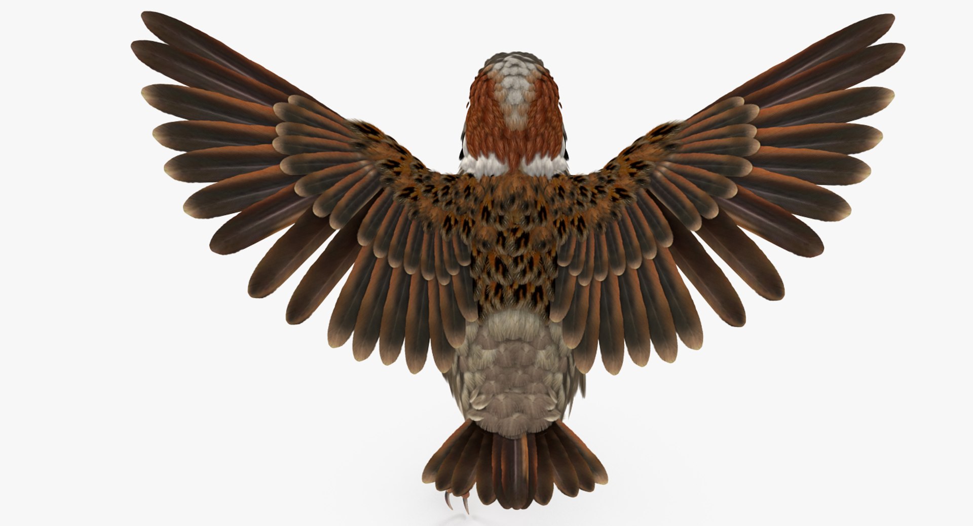3D sparrow walking pose - TurboSquid 1382079