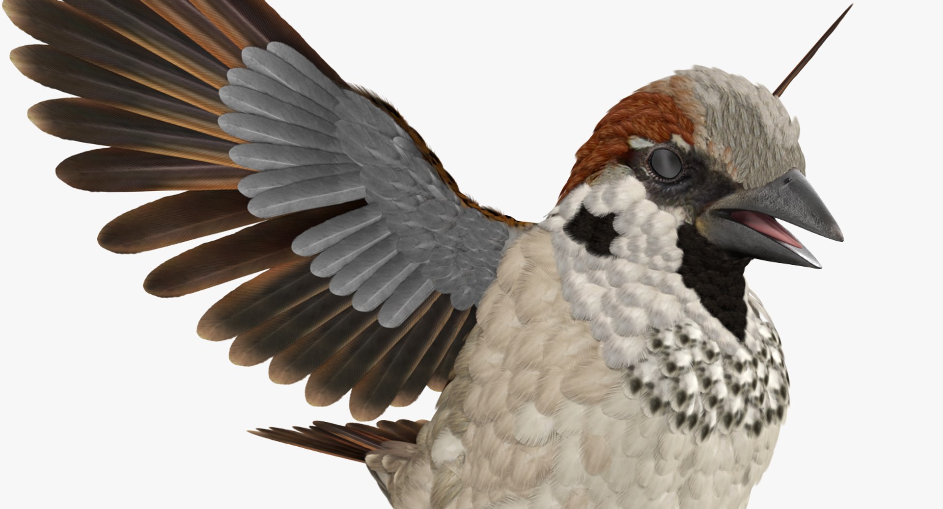 3D sparrow walking pose - TurboSquid 1382079