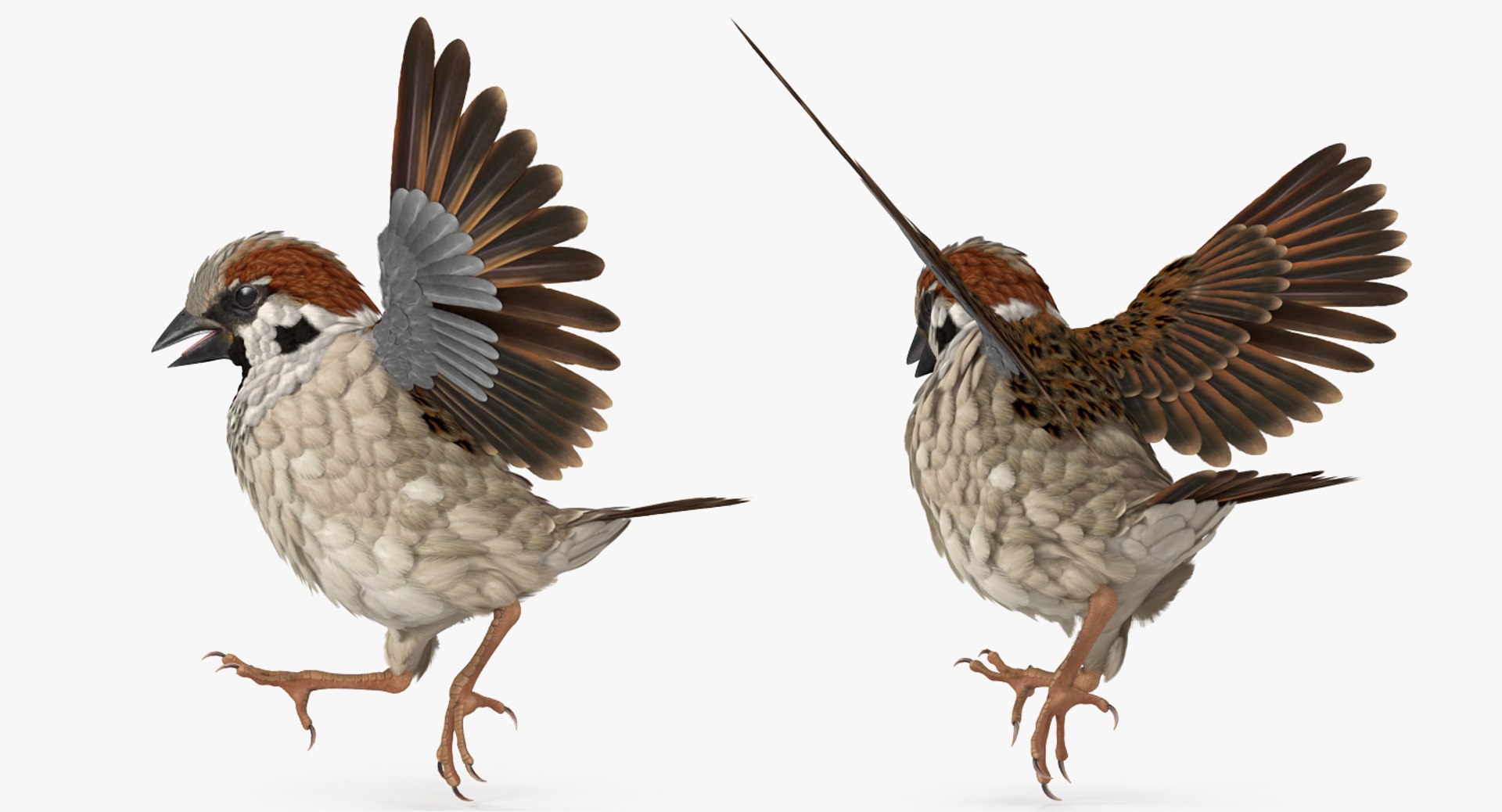 3D sparrow walking pose - TurboSquid 1382079