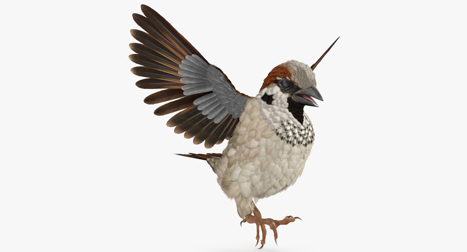 3D sparrow walking pose - TurboSquid 1382079