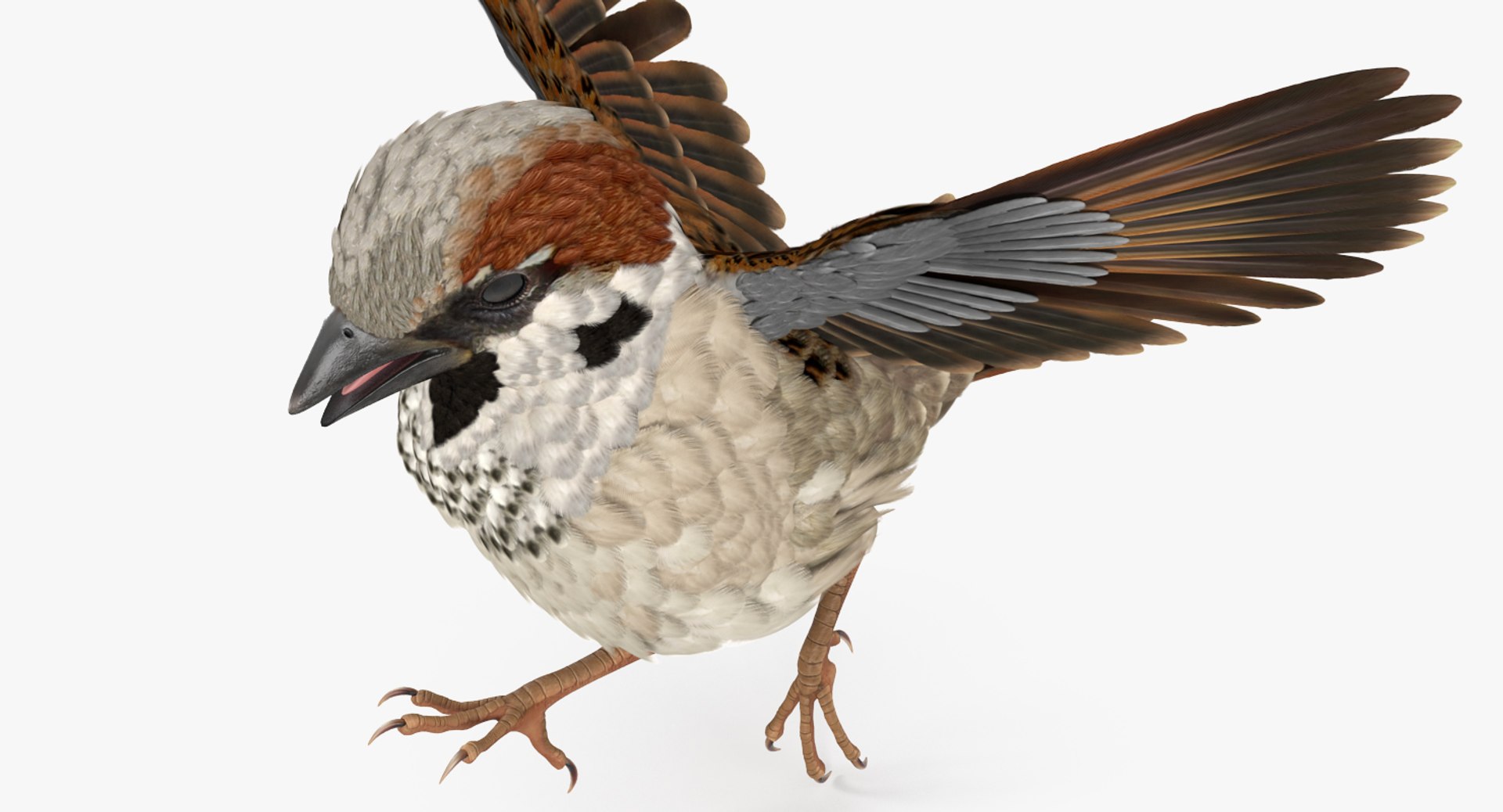 3D sparrow walking pose - TurboSquid 1382079