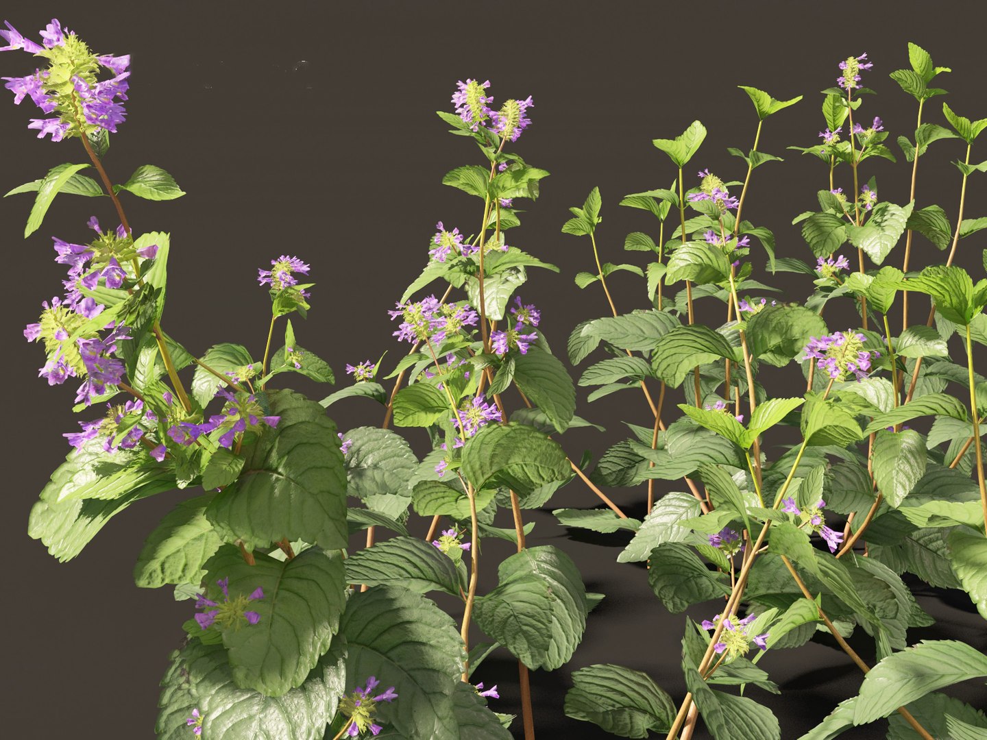 Clinopodium Chinense - Clinopodion 3D Model - TurboSquid 2126621
