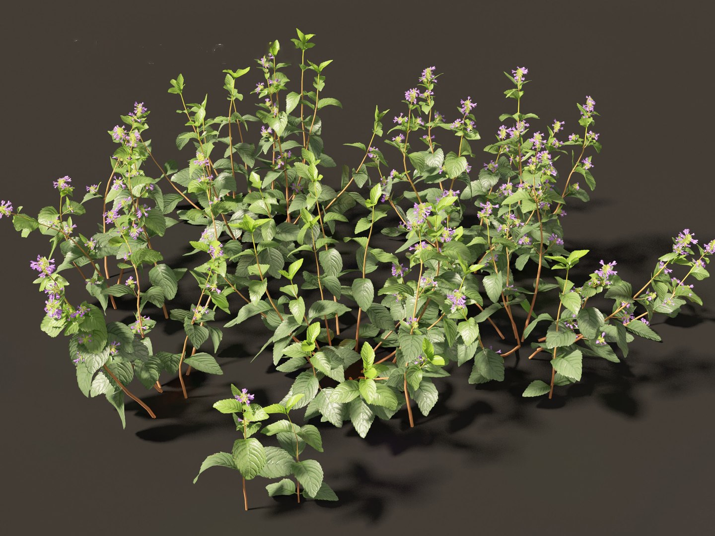 Clinopodium Chinense - Clinopodion 3D Model - TurboSquid 2126621