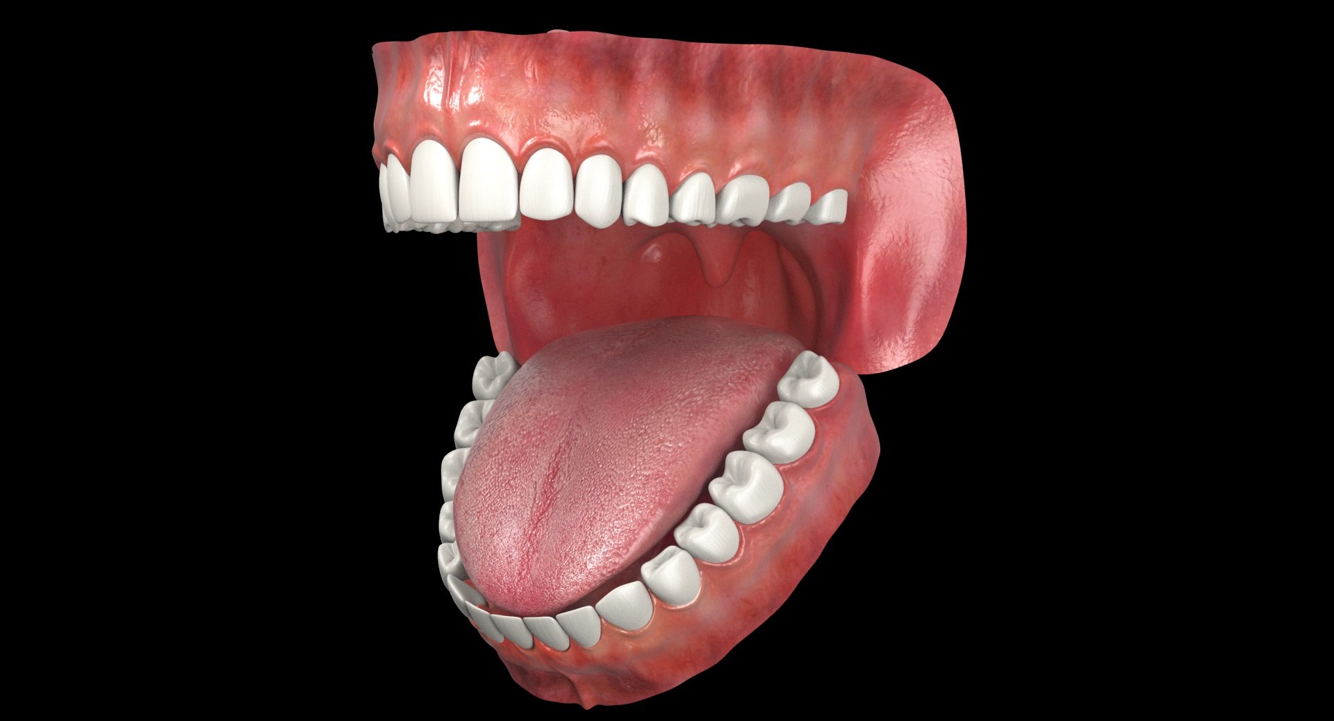 3d Model Jaw