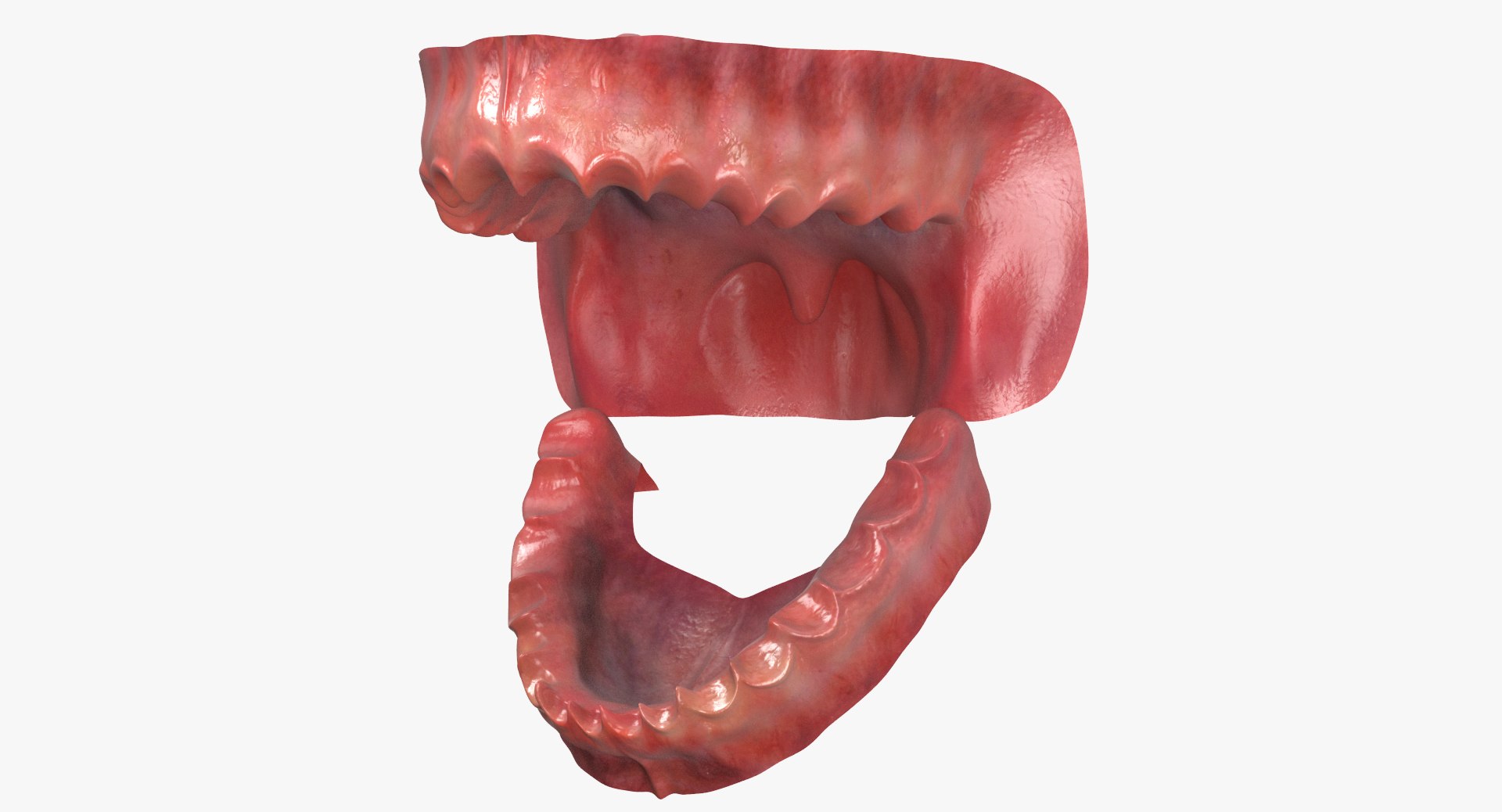 3d Model Jaw