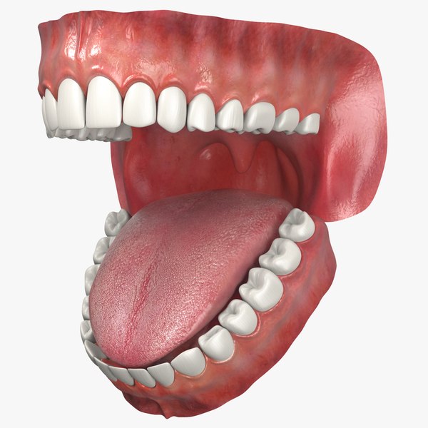 3d human teeth model