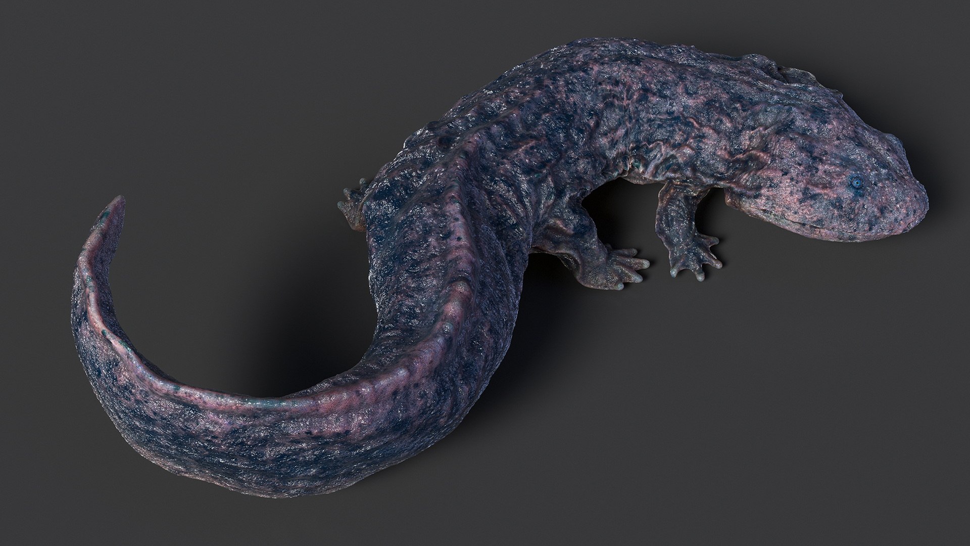 3D Salamander Dark Wet Lying Model - TurboSquid 2232408