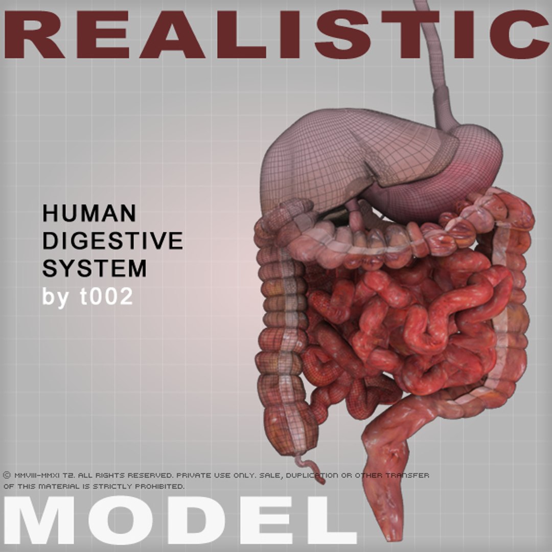human digestive 3d model