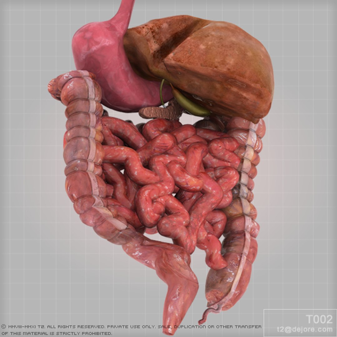 Human Digestive 3d Model
