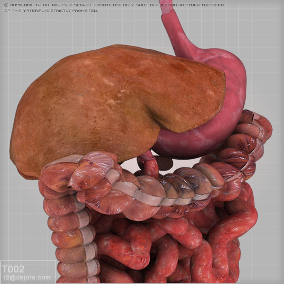 Human Digestive 3d Model