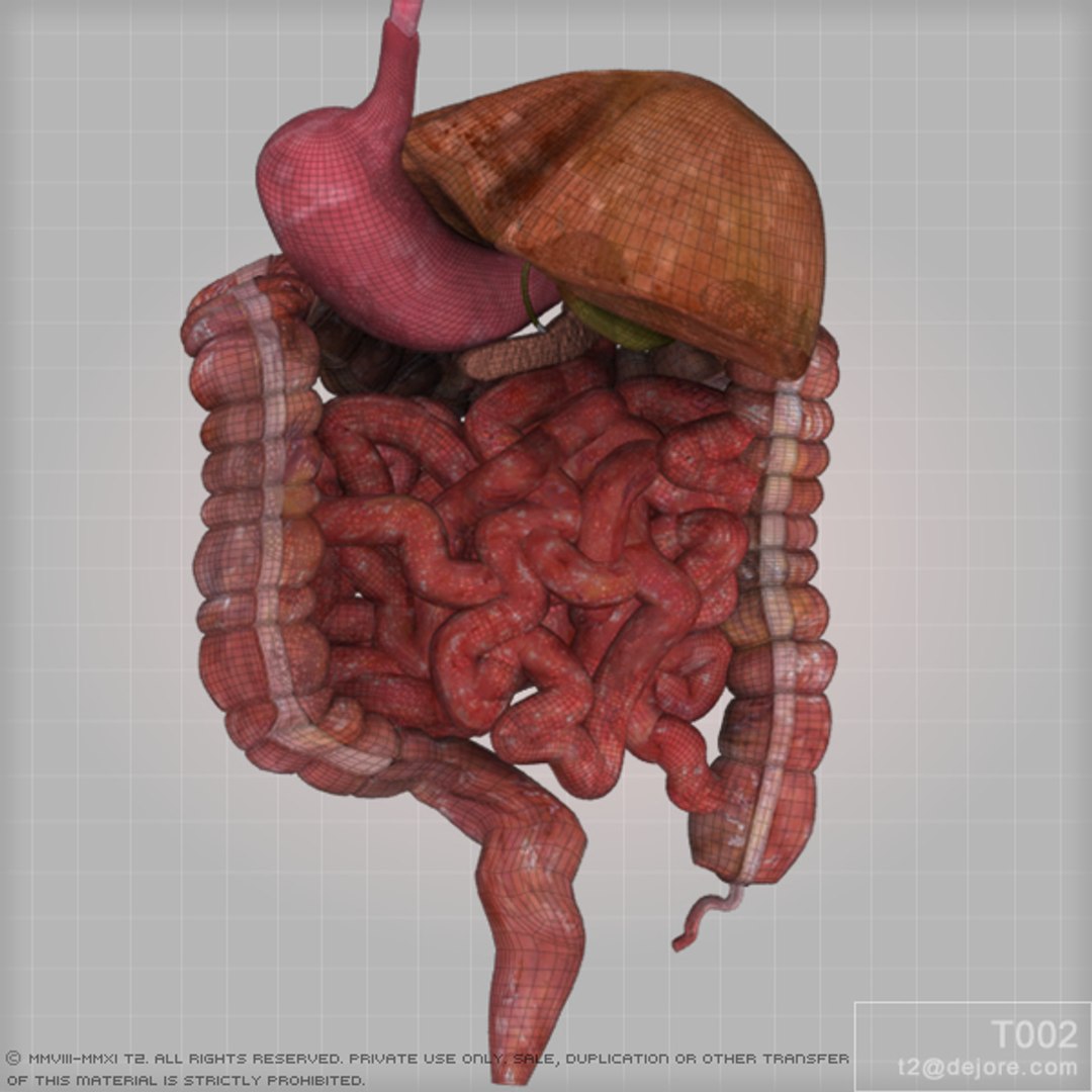 Human Digestive 3d Model
