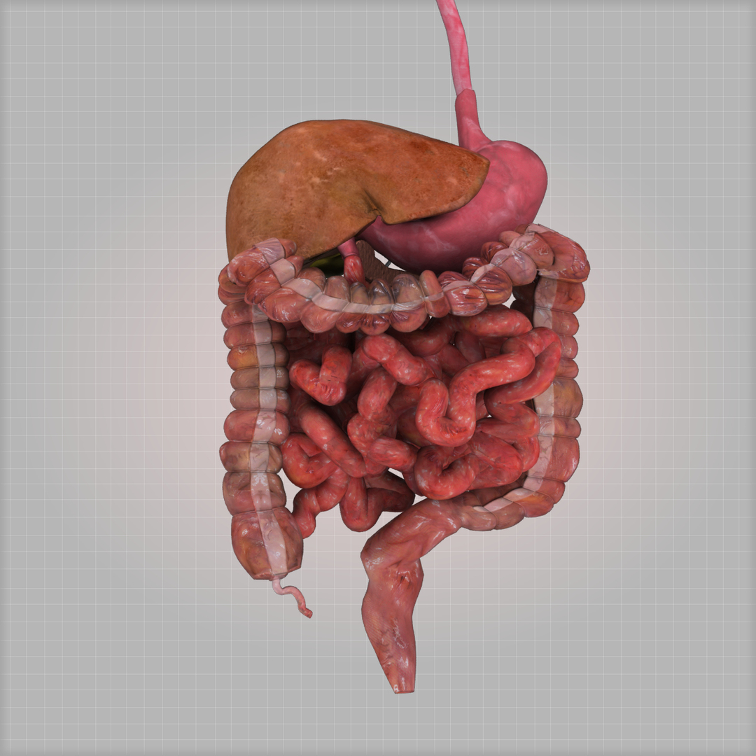 human digestive 3d model