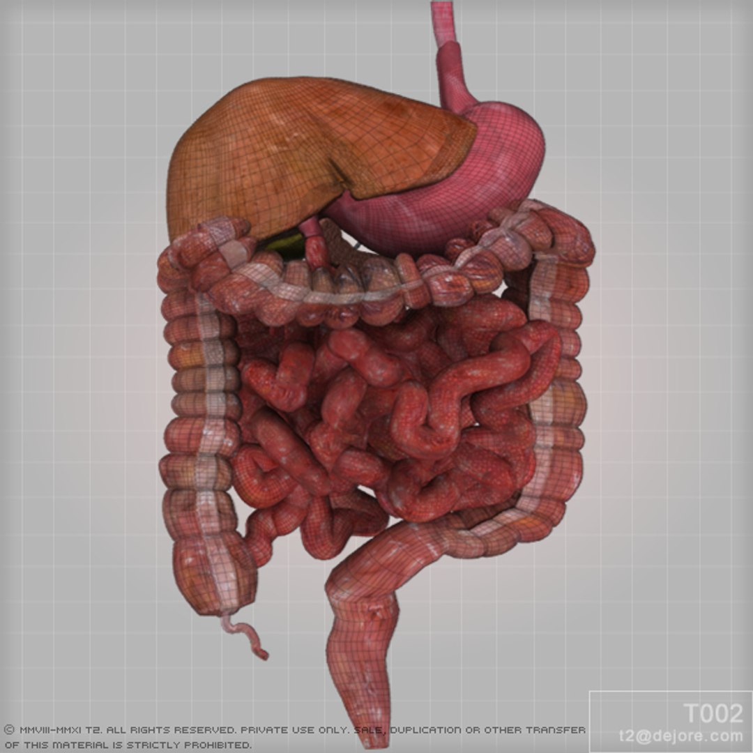 Human Digestive 3d Model