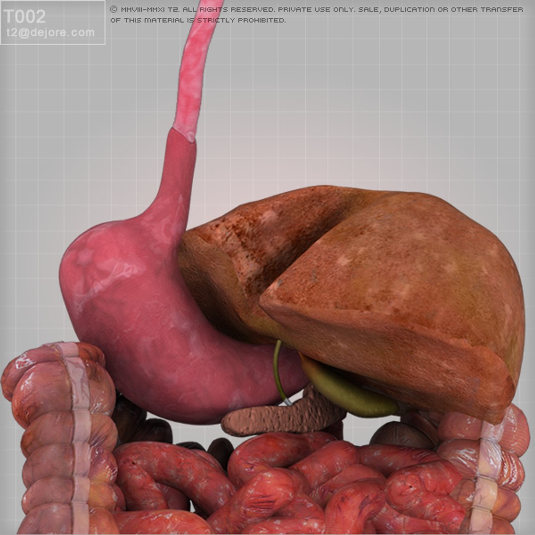 Human Digestive 3d Model