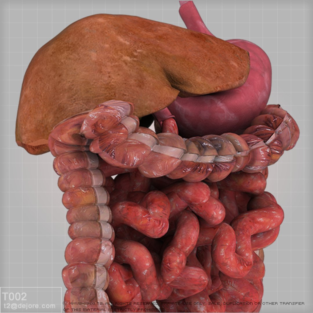 Human Digestive 3d Model