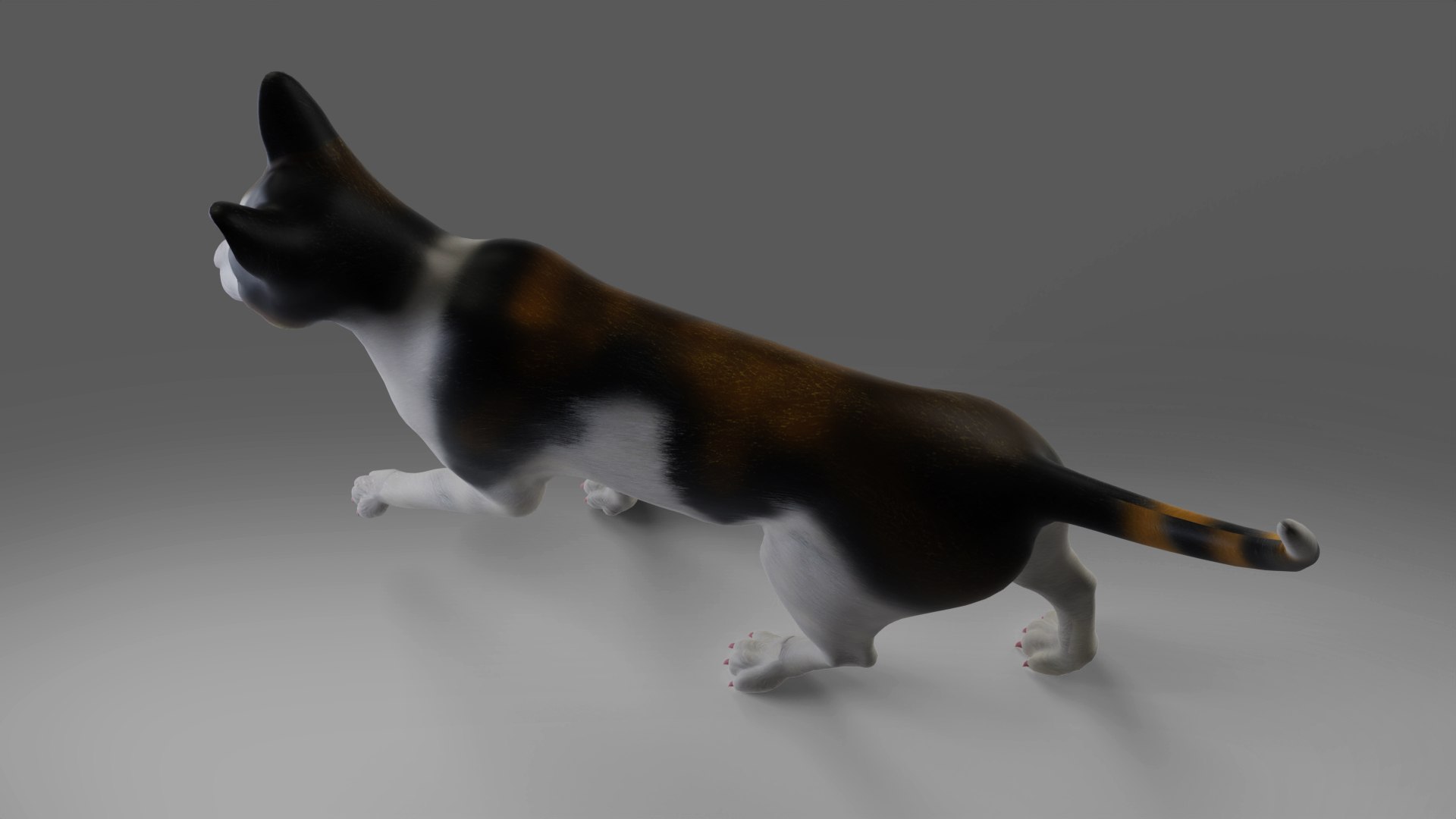 3D Model Calico Cat Rigged And Animated - TurboSquid 1984698
