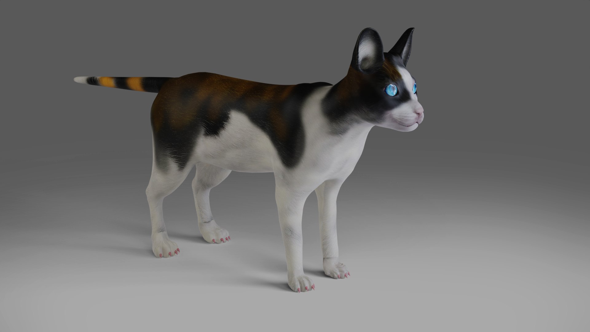 3D Model Calico Cat Rigged And Animated - TurboSquid 1984698
