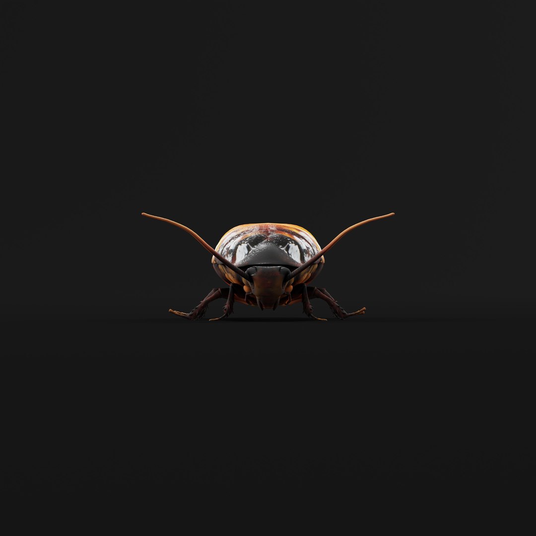 Madagascar Hissing Cockroach - TurboSquid 2377416