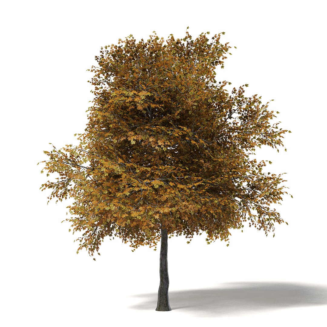 3D Model Field Maple 5 8m - TurboSquid 1399324