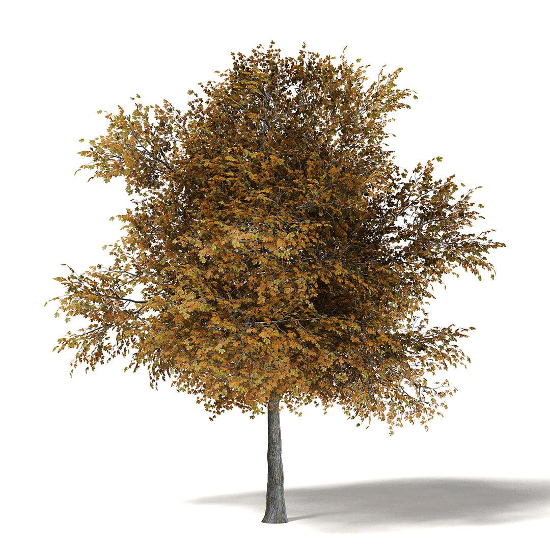 3D Model Field Maple 5 8m - TurboSquid 1399324